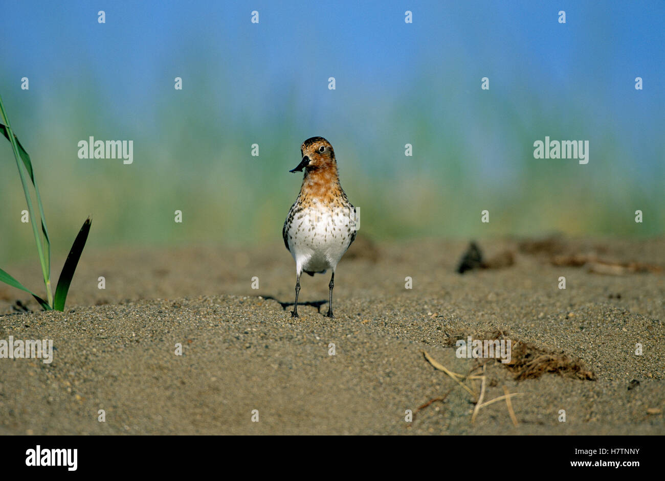 Spoon-billed Sandpiper (Eurynorhynchus pygmeus) portrait, Siberia Stock ...