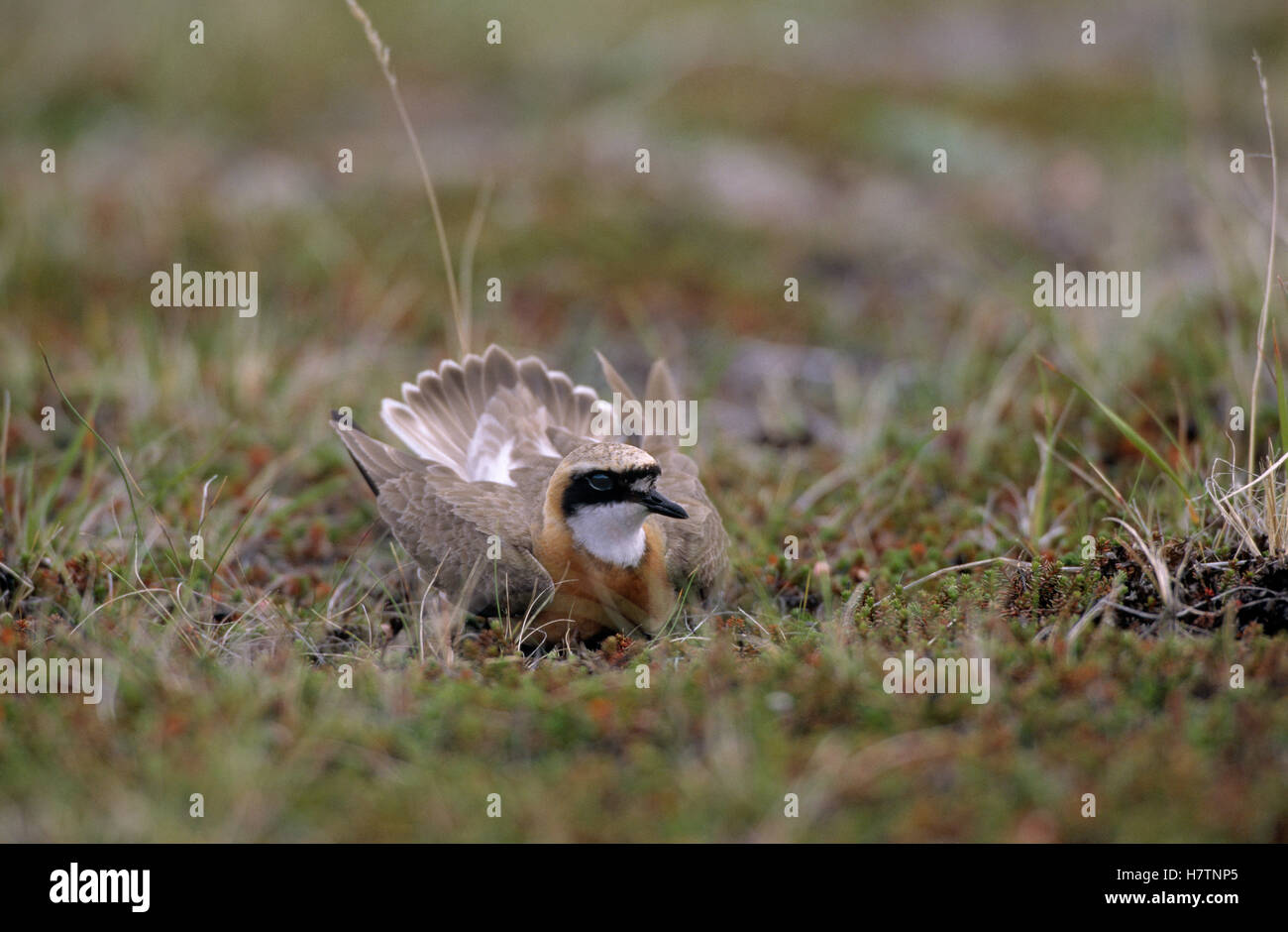 Mongolian Plover (Charadrius mongolus) in broken-wing diversion display ...