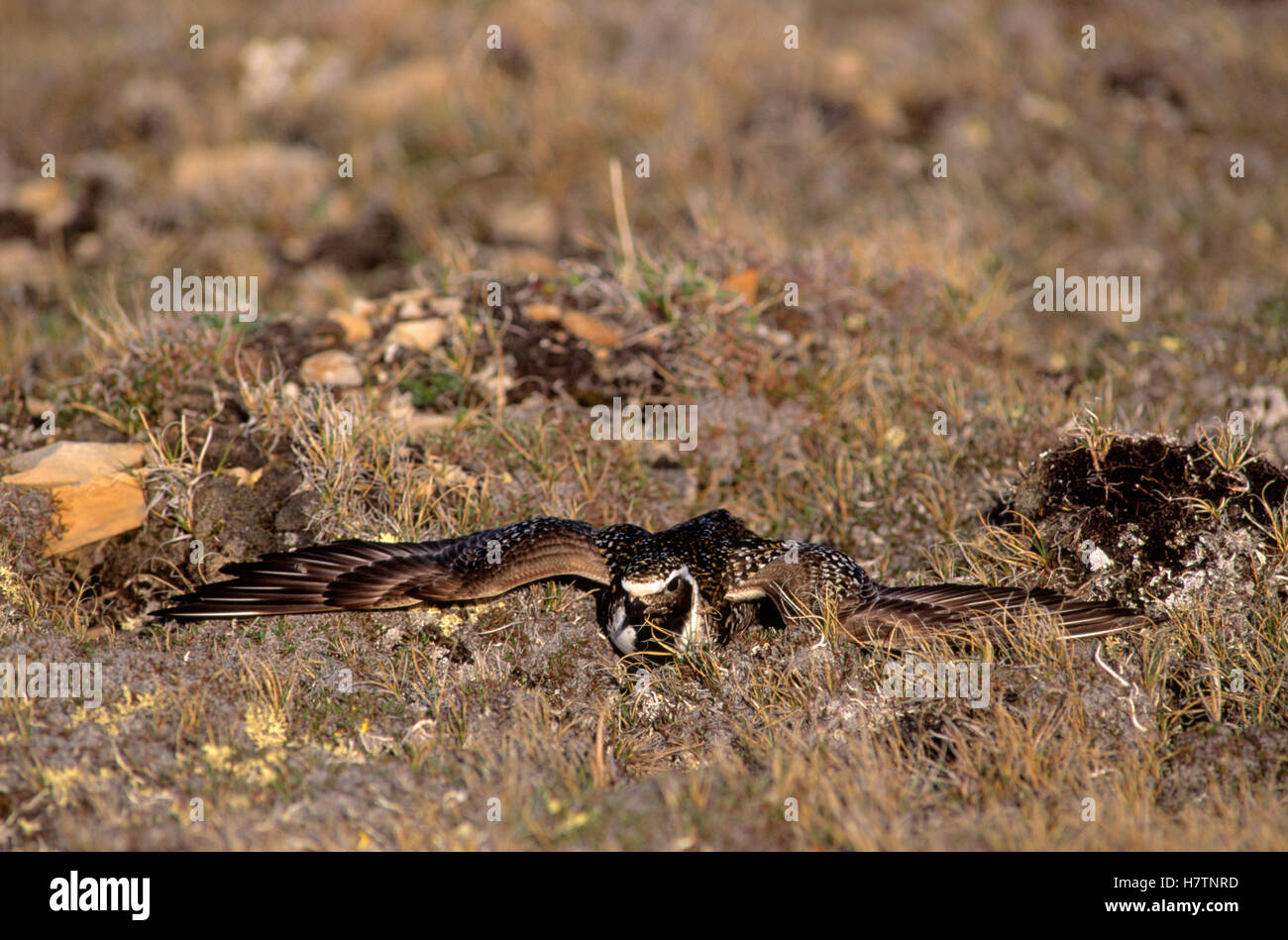 American Golden-Plover (Pluvialis dominica) in broken wing display on ...