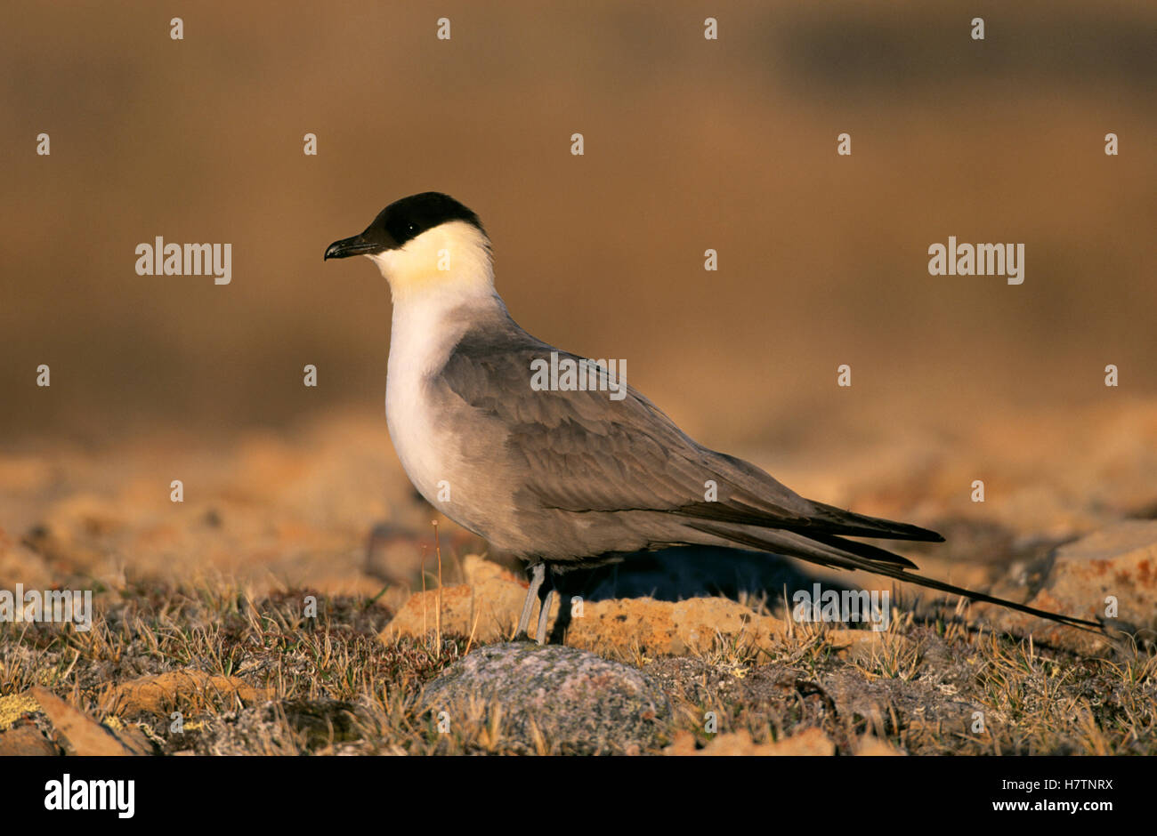 Long-tailed Jaeger (Stercorarius longicaudus) portrait, Siberia Stock ...