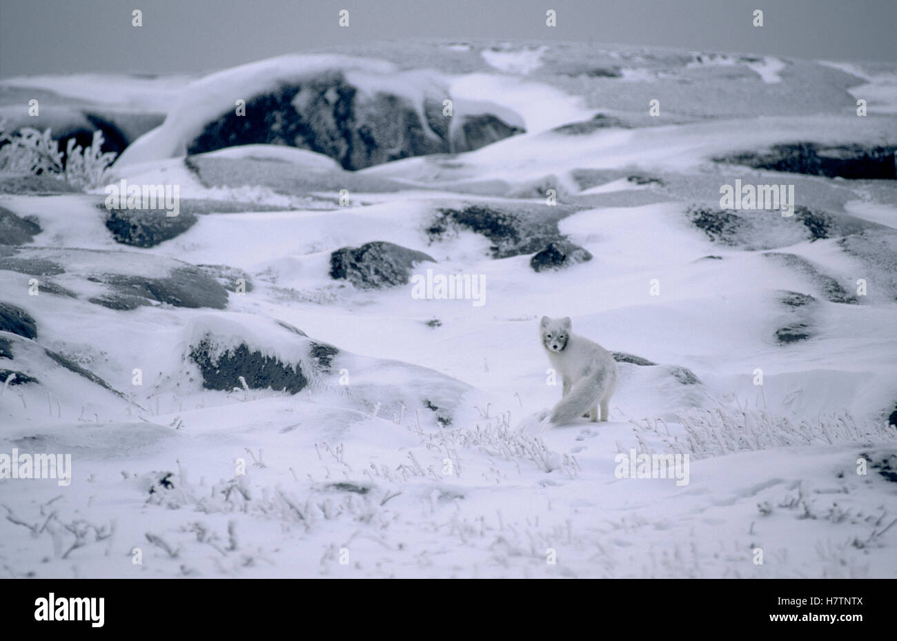 Arctic Fox (Alopex lagopus) portrait in winter coat, camouflaged ...