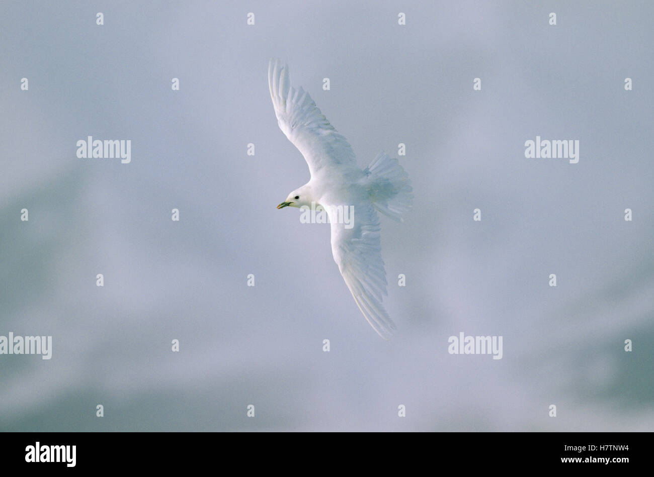 Ivory Gull (Pagophila eburnea) flying, Siberia Stock Photo - Alamy