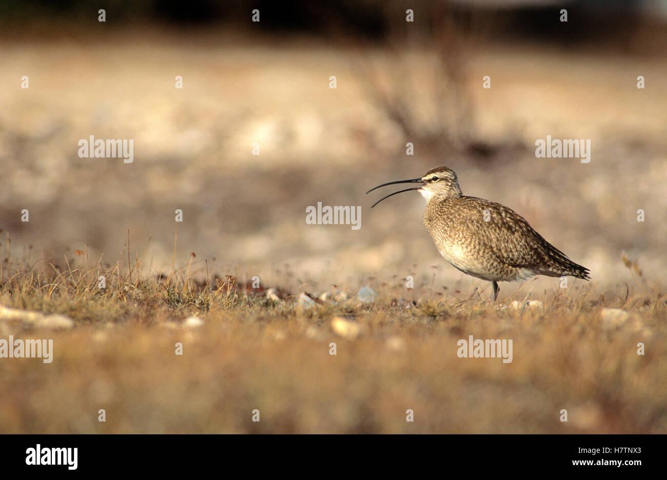 Whimbrel (Numenius phaeopus) calling, Europe Stock Photo - Alamy