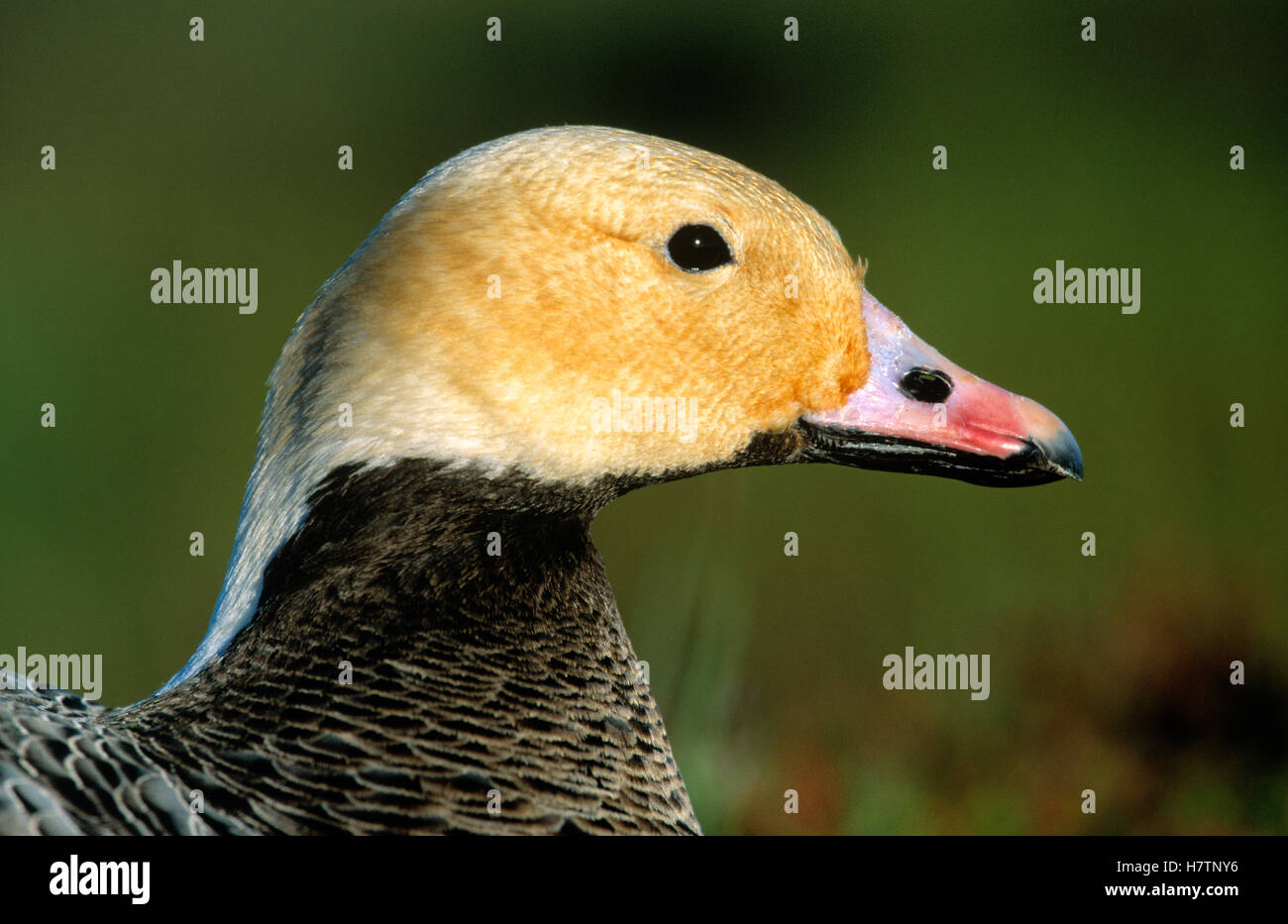 Emperor Goose (Anser canagicus) portrait, Siberia Stock Photo - Alamy