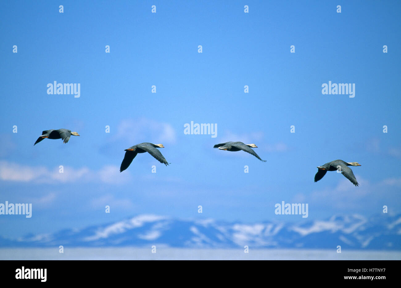 Emperor Goose (Anser canagicus) group of four flying, Siberia Stock ...