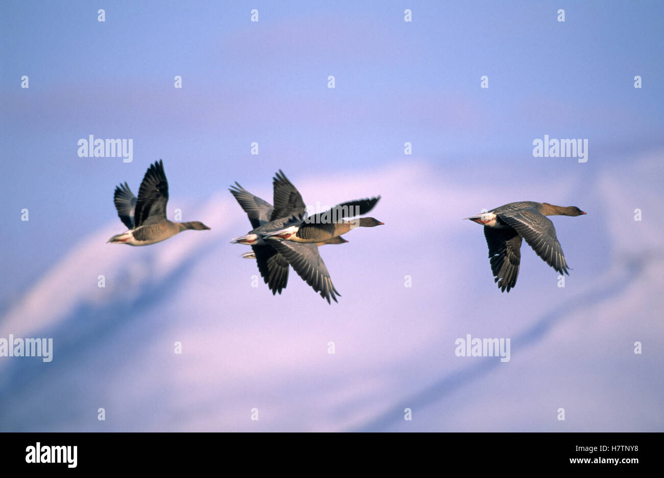 Pink-footed Goose (Anser brachyrhynchus) flock of four flying, Europe ...
