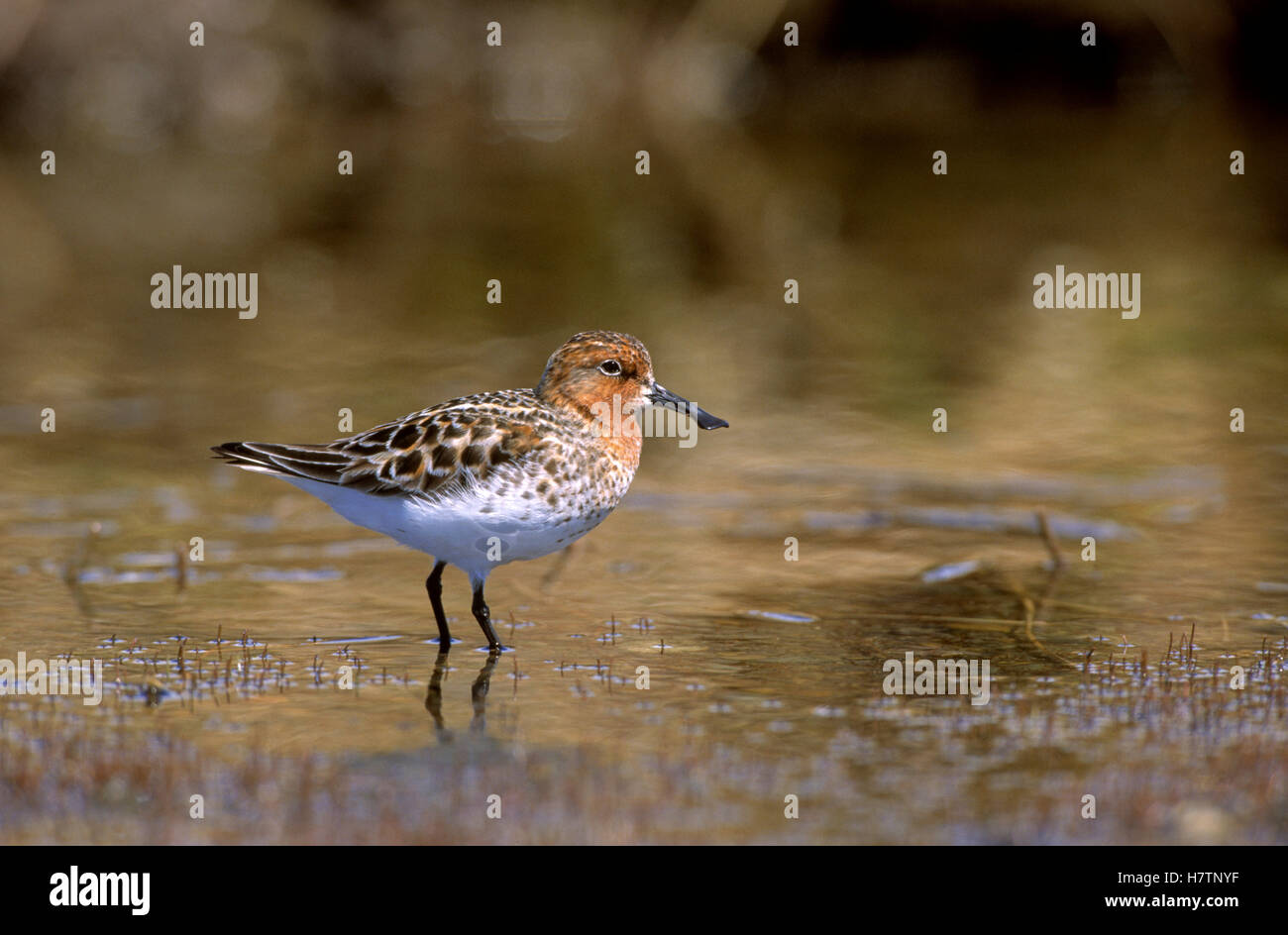 Spoon-billed Sandpiper (Eurynorhynchus pygmeus) wading, Siberia Stock ...