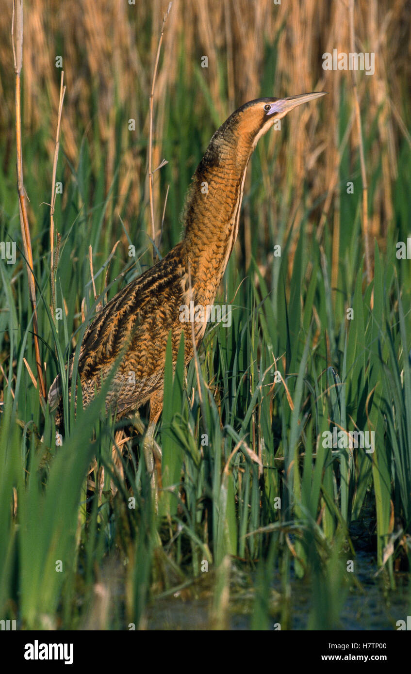 Great Bittern (Botaurus stellaris) among reeds in wetland, Europe Stock ...
