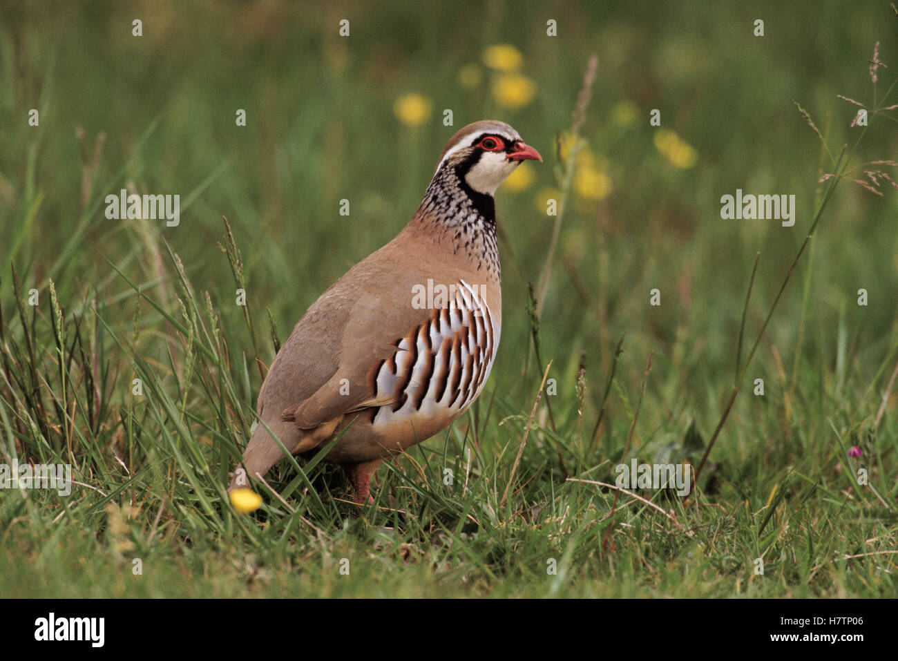 Red-legged Partridge (Alectoris rufa) portrait, Europe Stock Photo - Alamy