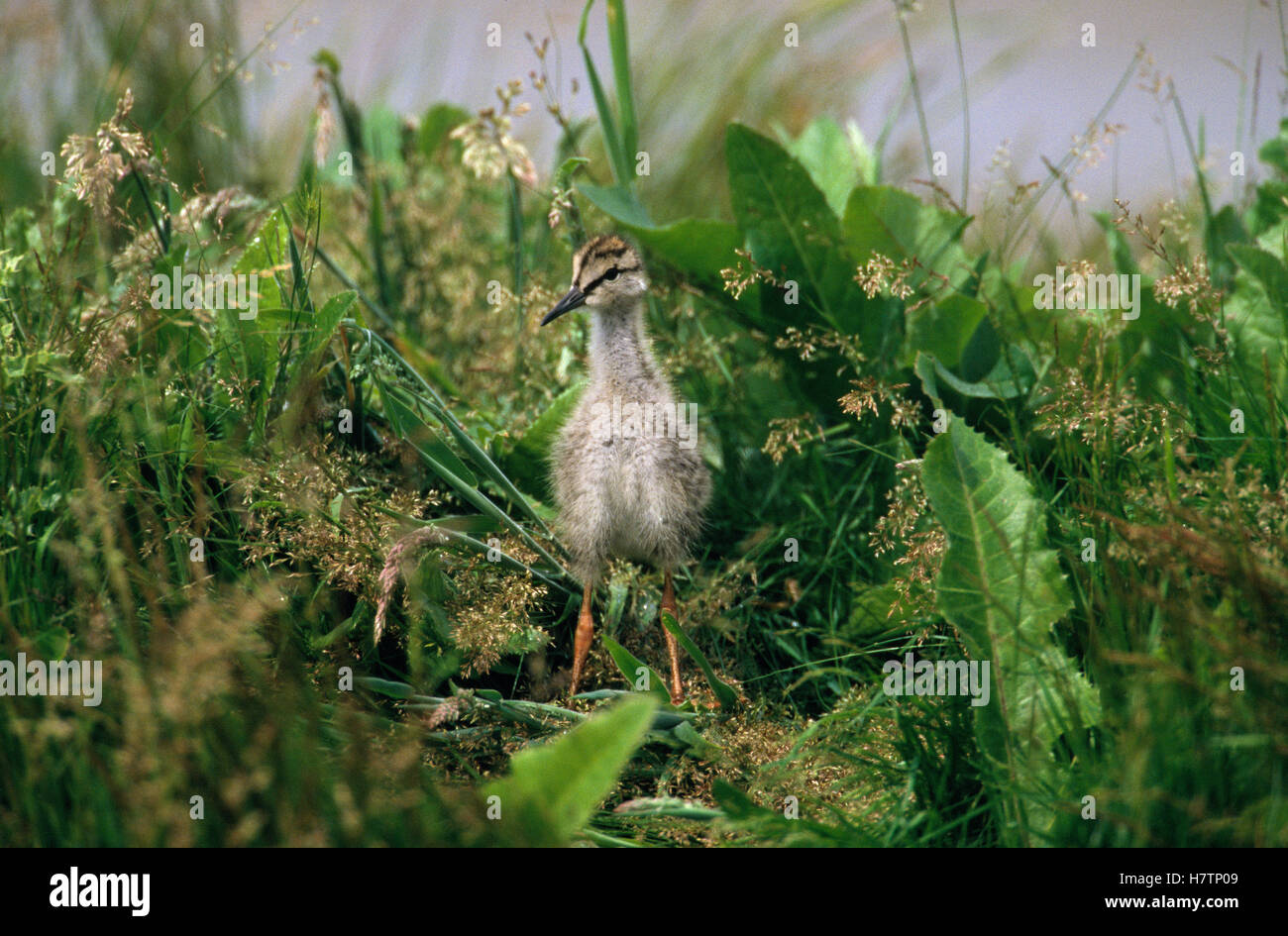 Common Redshank (Tringa totanus) juvenile standing amid grasses, Europe ...