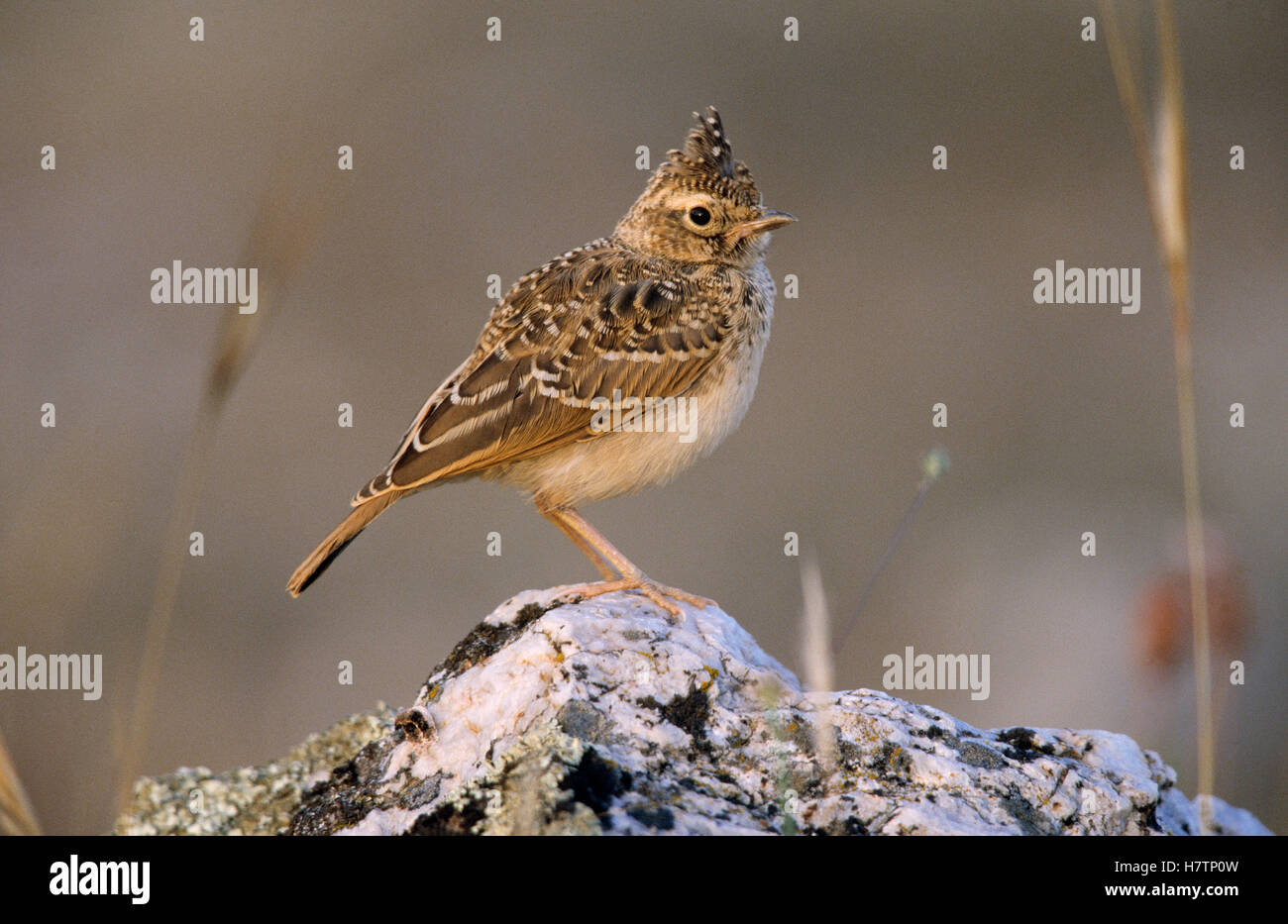 Eurasian Skylark (Alauda arvensis) portrait of chick on rock, Europe ...
