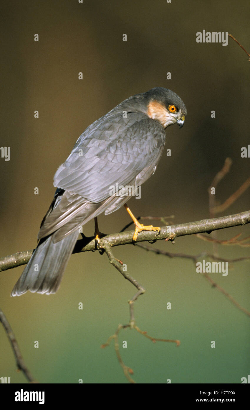 Eurasian Sparrowhawk (Accipiter nisus) male on branch, Europe Stock ...