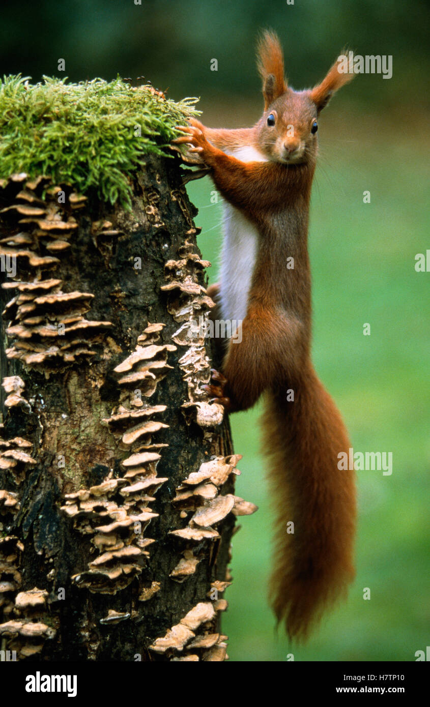 Eurasian Red Squirrel (Sciurus vulgaris) portrait on moss and fungus ...