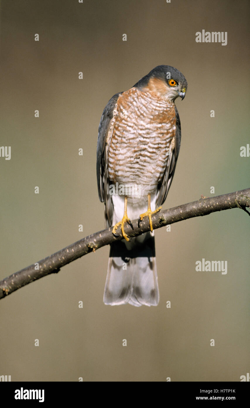Eurasian Sparrowhawk (Accipiter nisus) male perching on branch, Europe ...