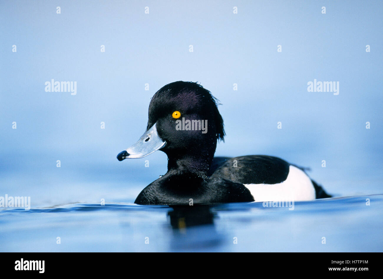 Tufted Duck (Aythya fuligula) male portrait, Europe Stock Photo - Alamy
