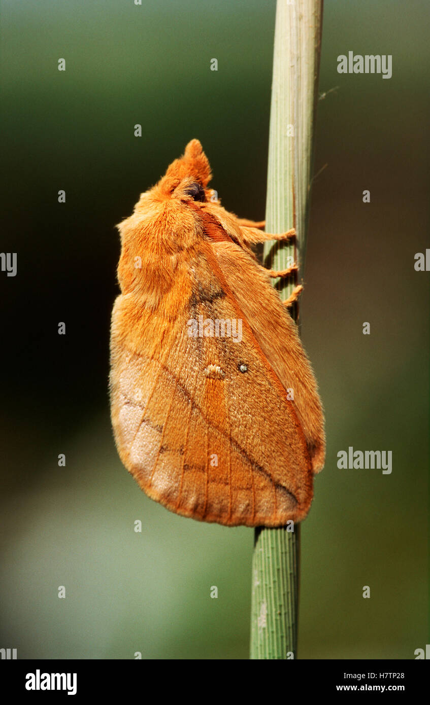 Drinker Moth (Euthrix potatoria) male clinging to twig, western Europe ...