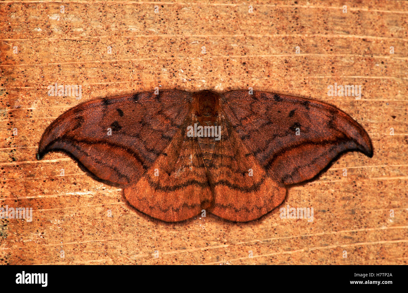 Barred Hook-tip Moth (Watsonalla cultraria) portrait, western Europe ...