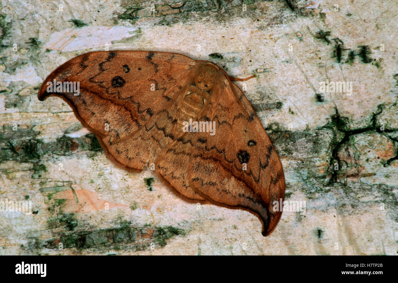 Pebble Hook-tip (Drepana falcataria) moth portrait, western Europe ...