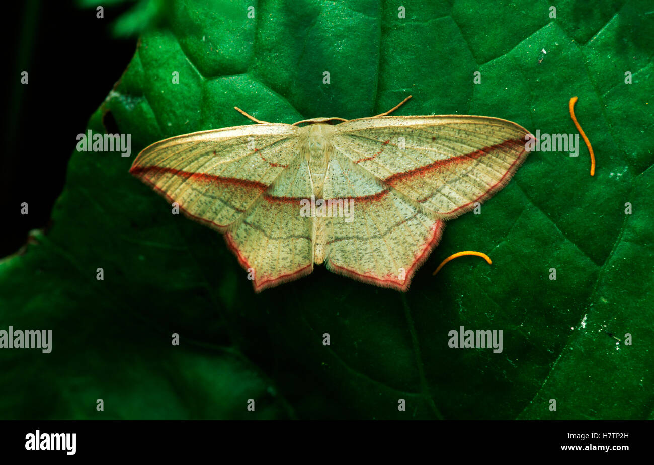 Blood Vein Moth (Timandra griseata) on leaf, western Europe Stock Photo ...