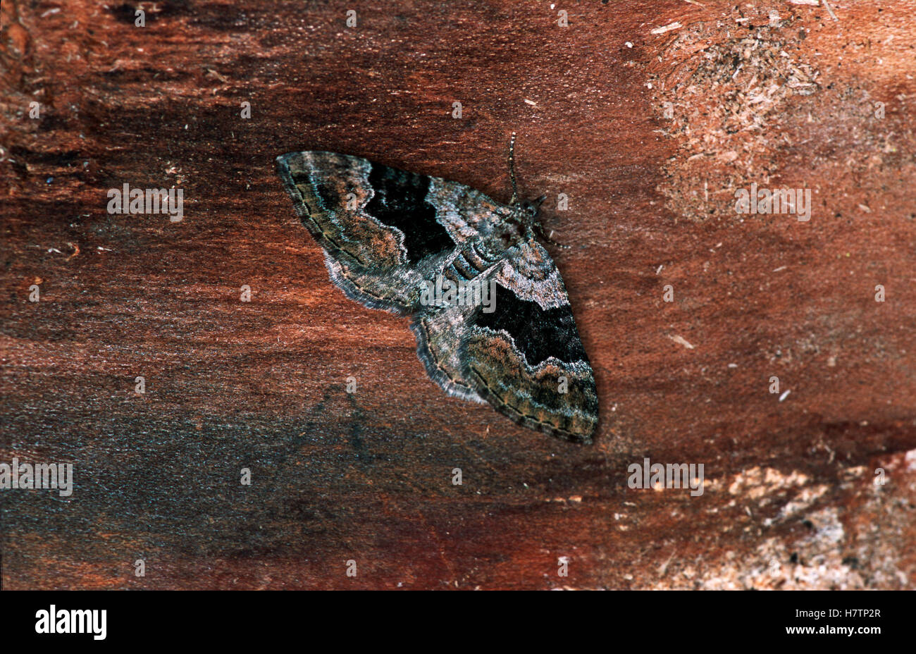 Large Twin-spot Carpet (Xanthorhoe quadrifasciata) moth on tree trunk ...