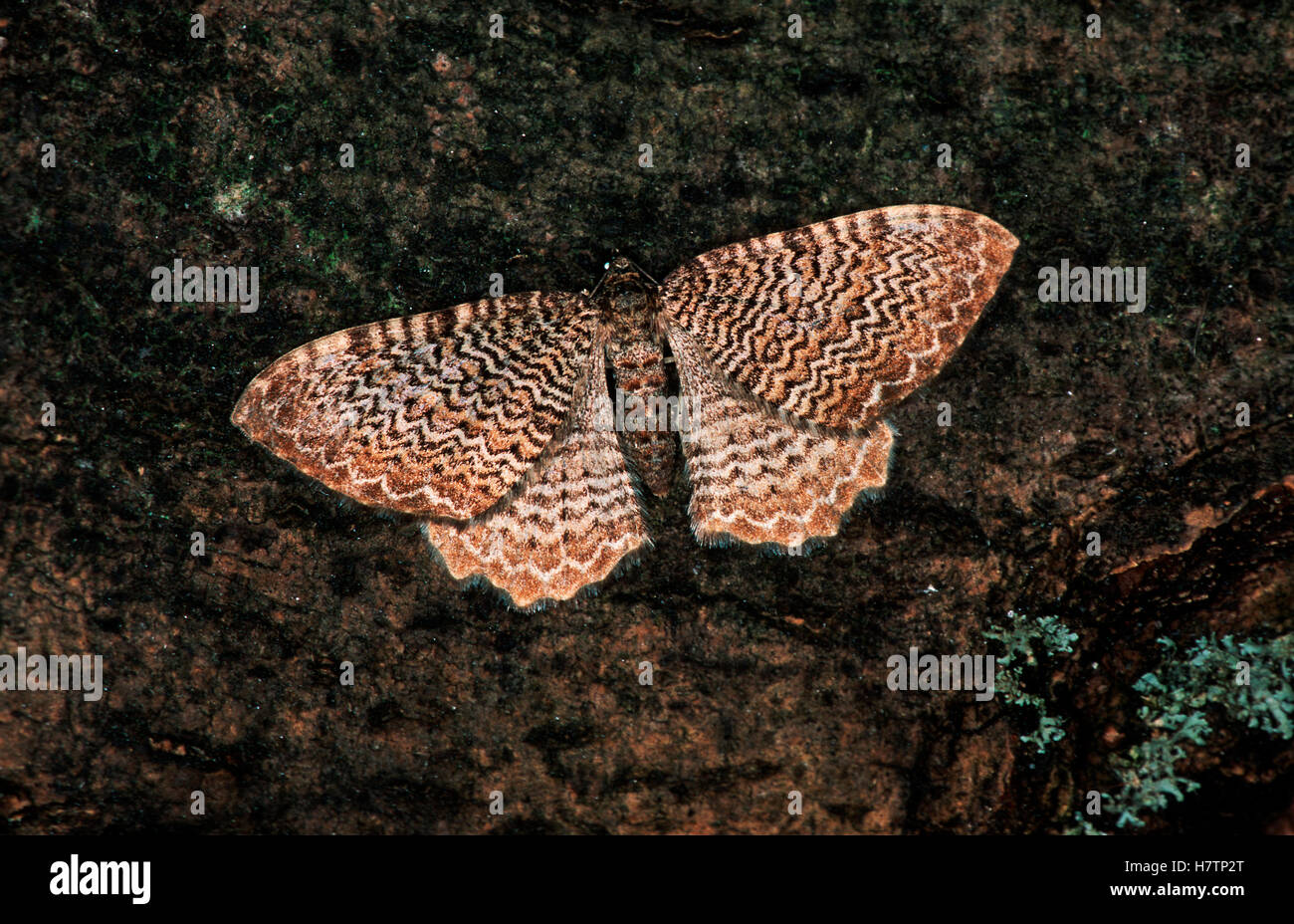 Scallop Shell (Rheumaptera undulata) moth top view of back with wings ...