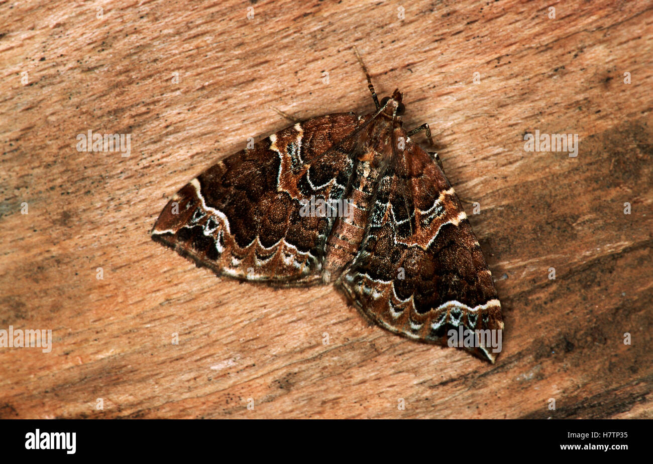 The Phoenix (Eulithis prunata) moth portrait, western Europe Stock ...