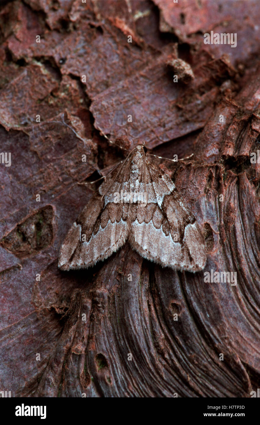 Juniper Carpet (Thera juniperata) moth camouflaged on tree bark ...