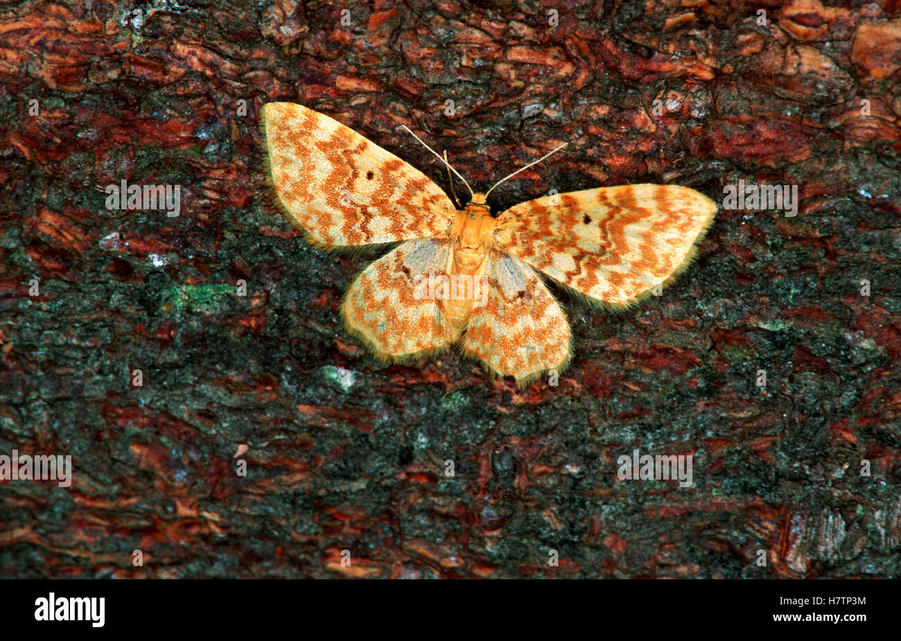 Small Yellow Wave (Hydrelia flammeolaria) on tree trunk, western Europe ...