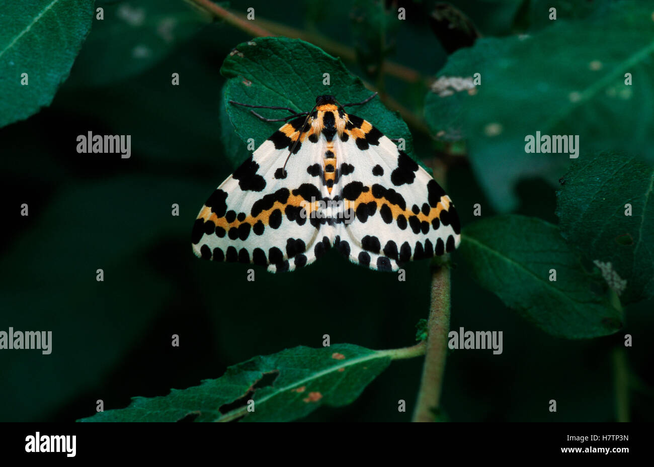 Magpie Moth (Abraxas grossulariata) on leaf, western Europe Stock Photo ...