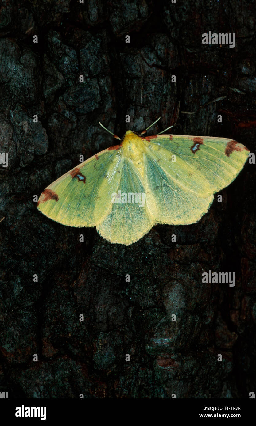 Brimstone Moth (Opisthograptis luteolata) on tree trunk, western Europe ...