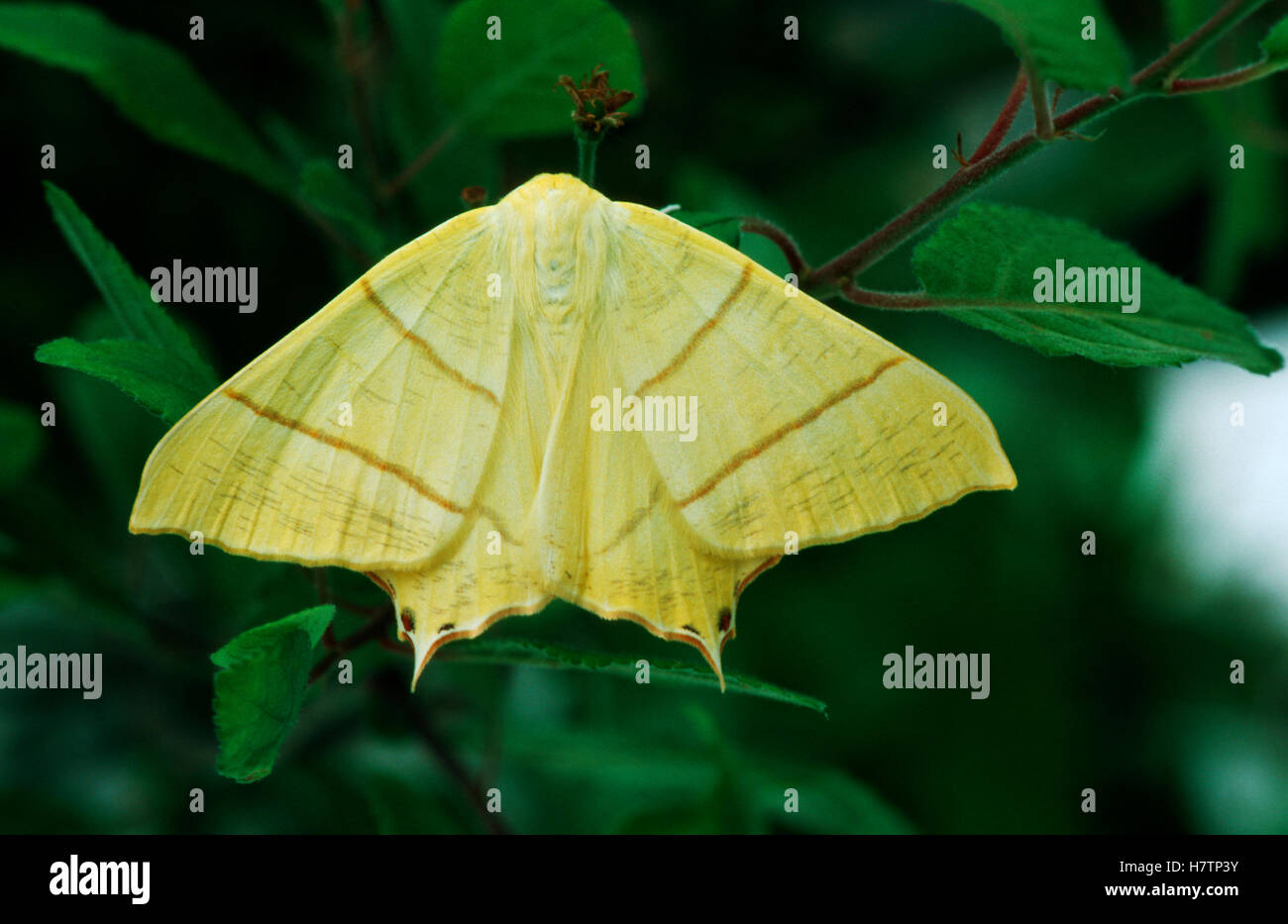 Swallow-tailed Moth (Ourapteryx sambucaria) portrait on leaf, Europe ...