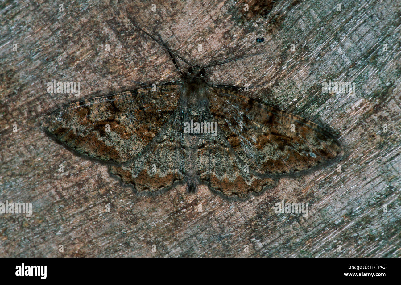 Mottled Beauty (Alcis repandata) moth camouflaged on tree bark, western ...