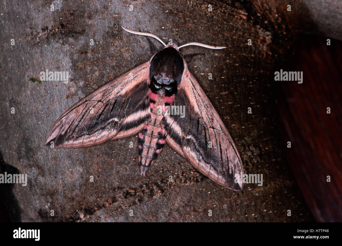 Privet Hawk Moth (Sphinx ligustri) portrait, western Europe Stock Photo ...