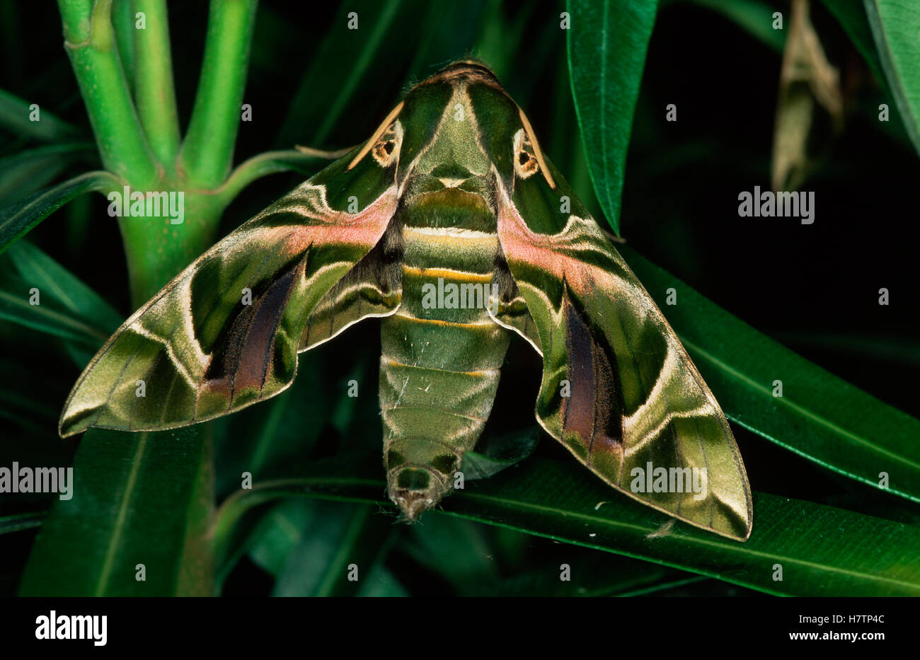 Oleander Hawk Moth (Daphnis nerii) showing false eye spots, western ...