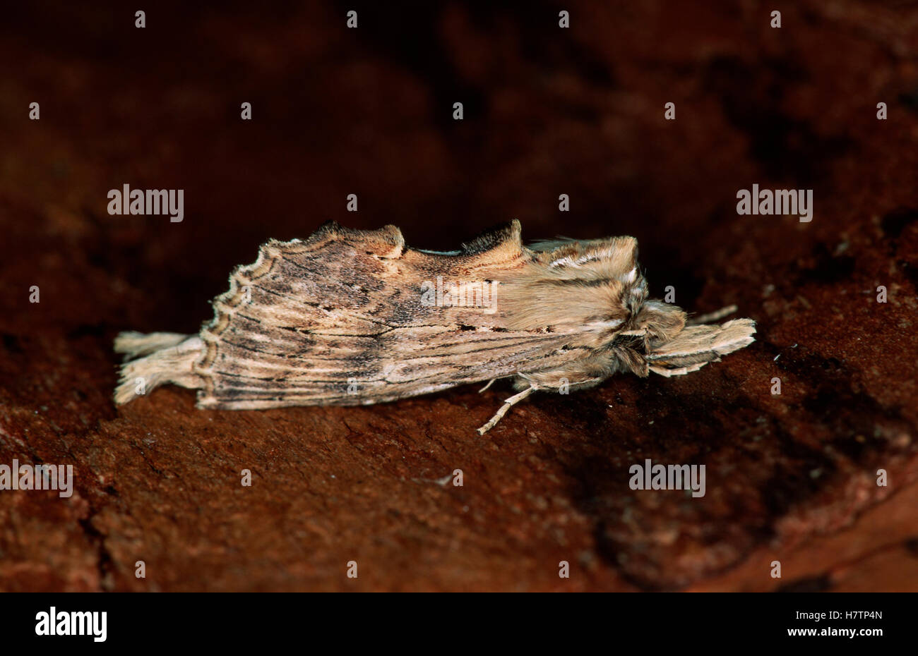 Pale Prominent (Pterostoma palpina) moth, common in western Europe ...