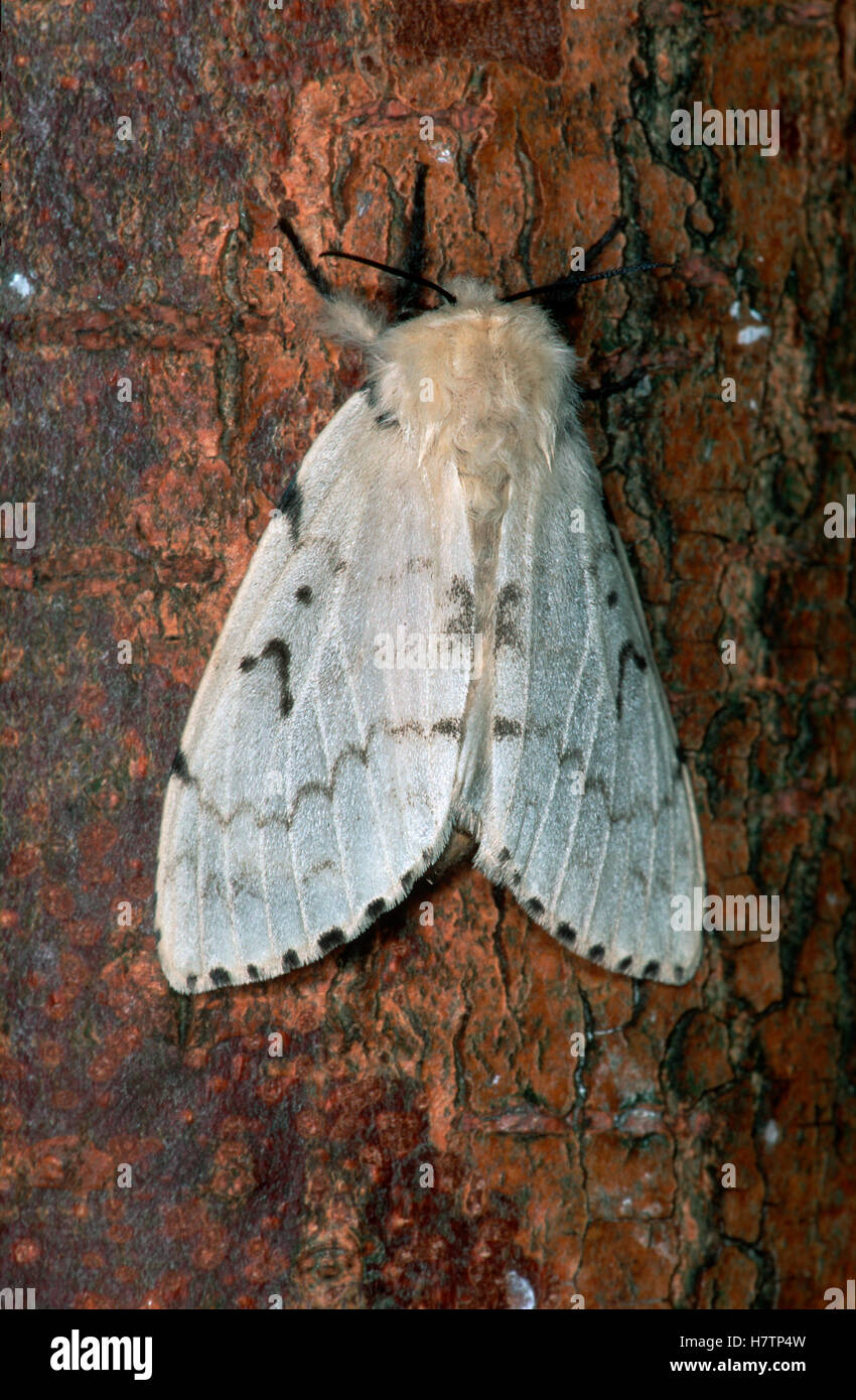 Gypsy Moth (Lymantria dispar) on tree trunk, western Europe Stock Photo ...