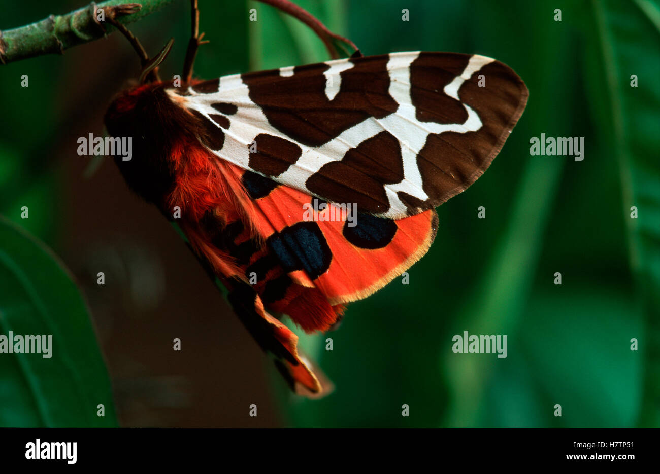 Garden Tiger (Arctia caja) moth portrait on leaf, Europe Stock Photo ...