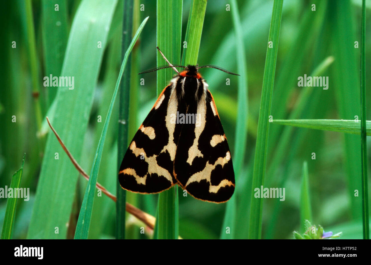 Wood Tiger (Parasemia plantaginis) moth portrait on grasses, western ...