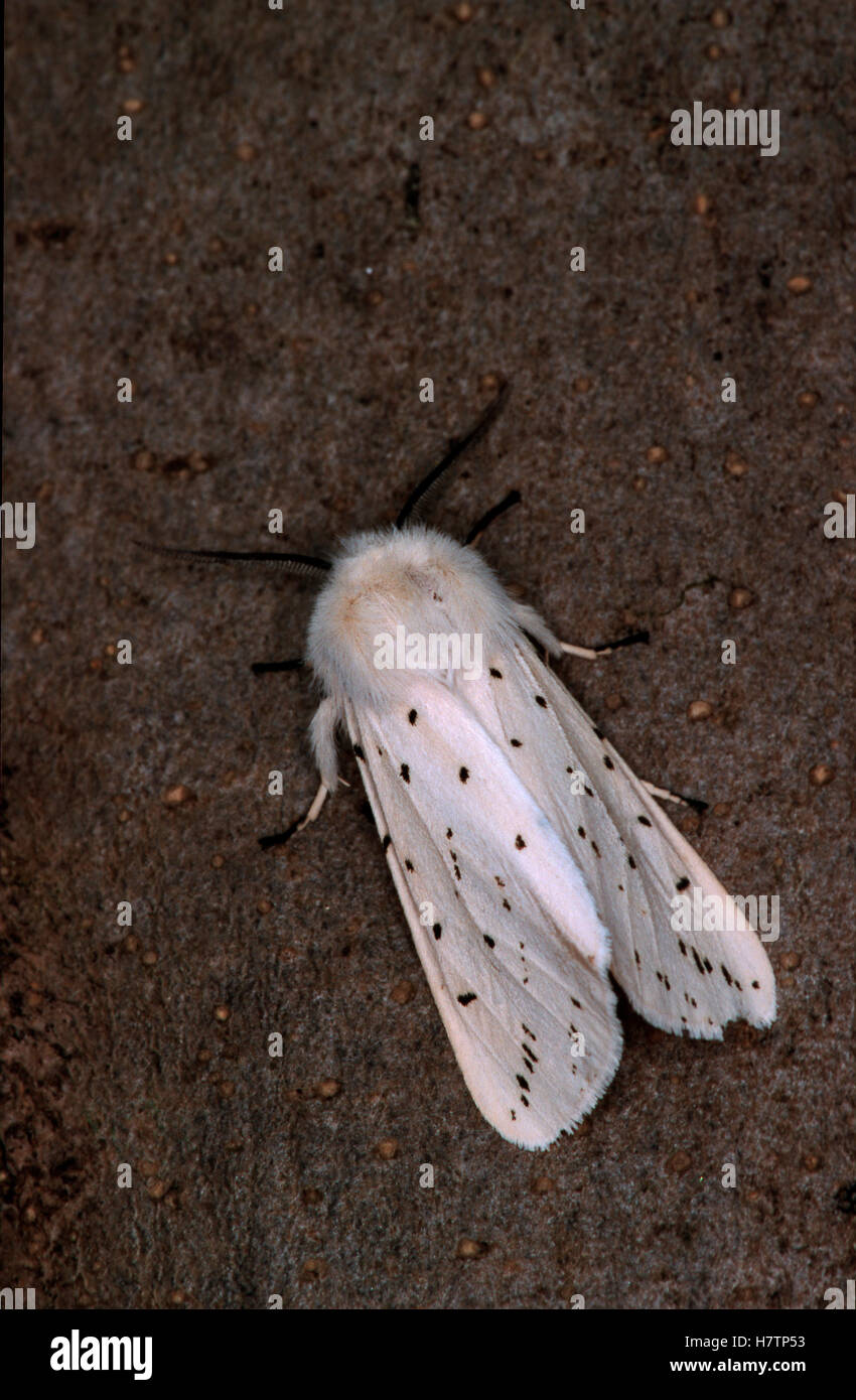 White Ermine (Spilosoma lubricipeda) moth on tree trunk, western Europe ...
