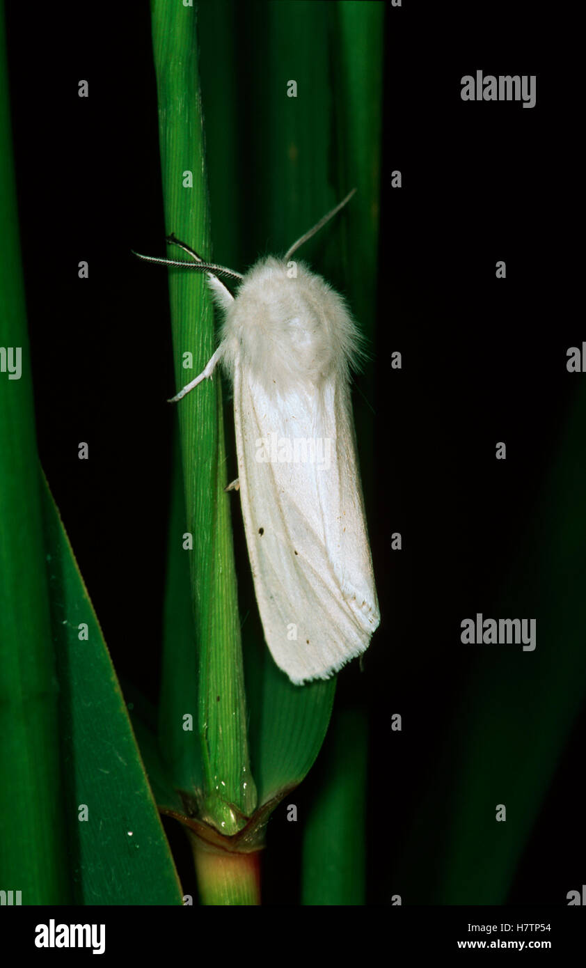 Water Ermine (Spilosoma urticae) moth clinging to stem, western Europe ...