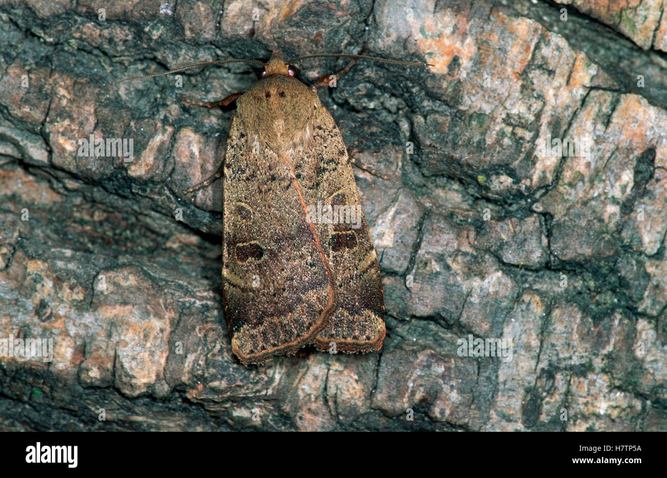 Lesser Yellow Underwing (Noctua comes) moth camouflaged against tree ...