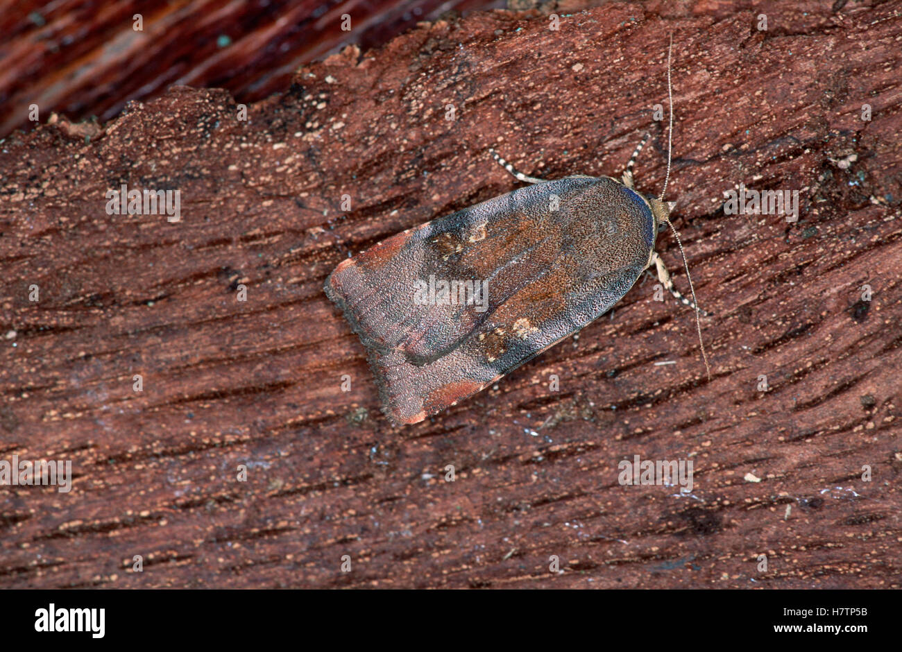 Lesser broad border hi-res stock photography and images - Alamy