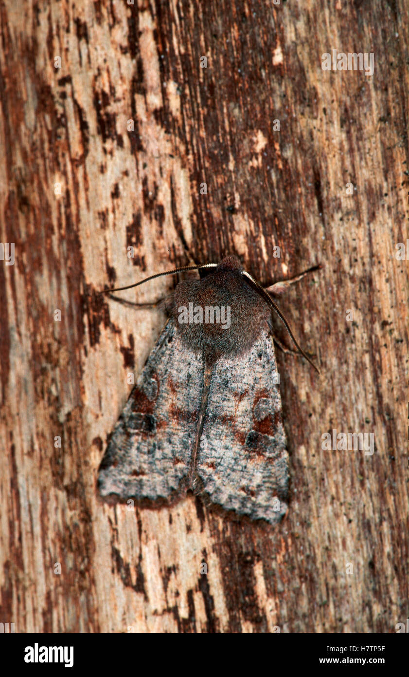 Clouded Drab (Orthosia incerta) moth, camouflaged against tree bark, western Europe Stock Photo ...
