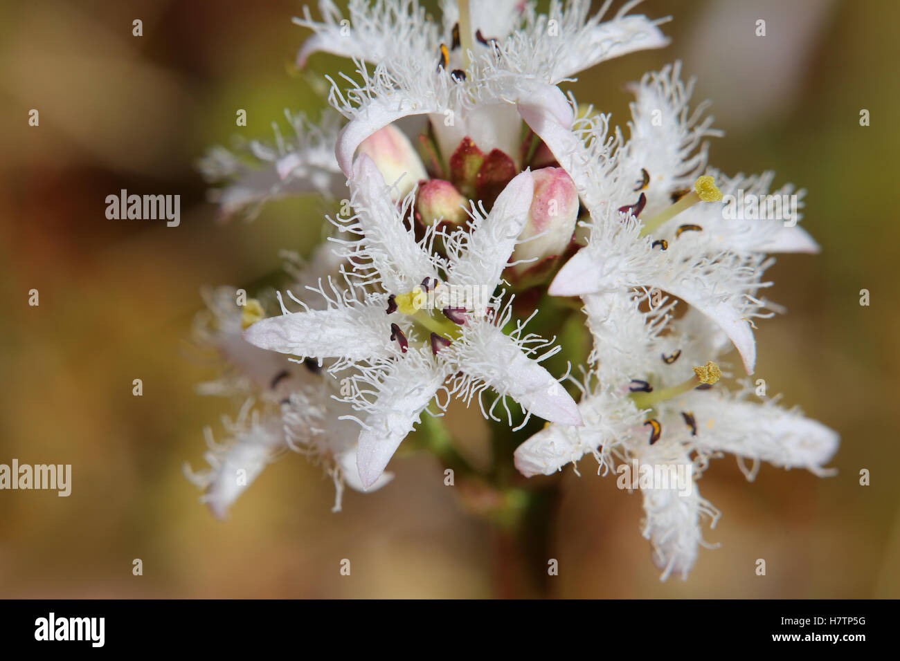 Macro of blossom of buckbean (Menyanthes trifoliata Stock Photo - Alamy
