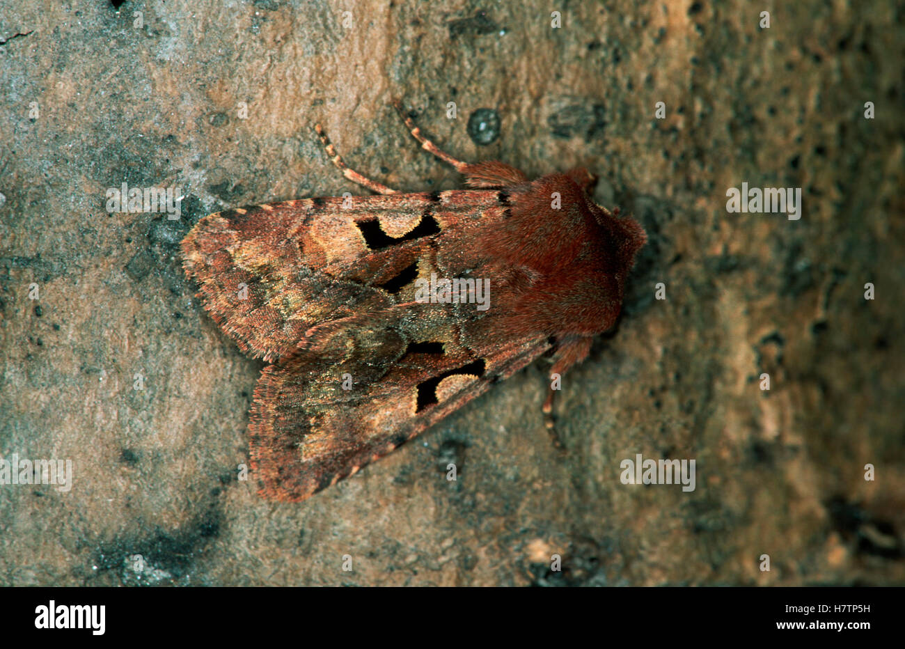 Hebrew Character (Orthosia gothica) moth, western Europe Stock Photo ...