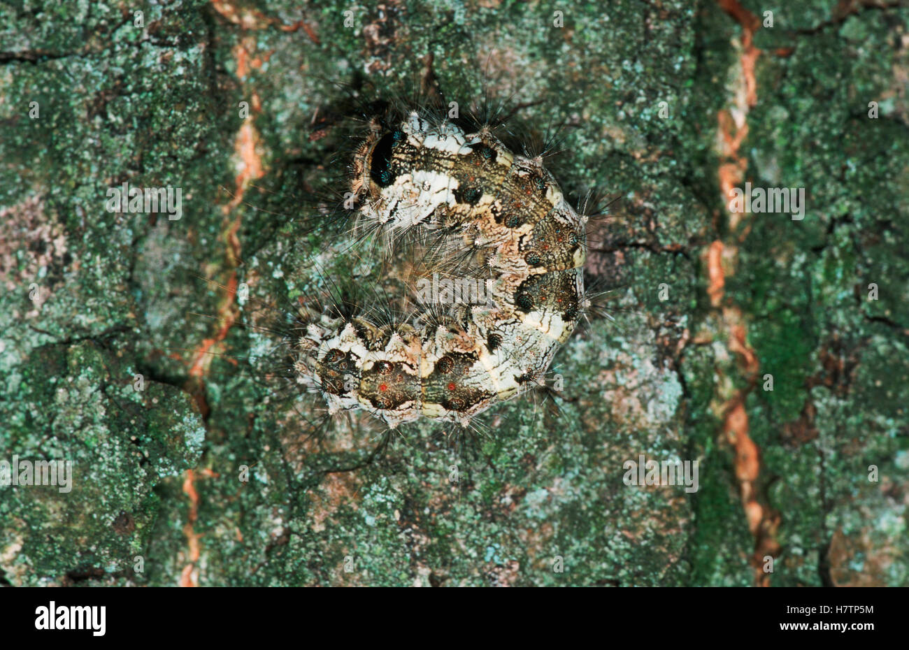 Nun Moth (Lymantria monacha) caterpillar camouflaged against tree bark ...