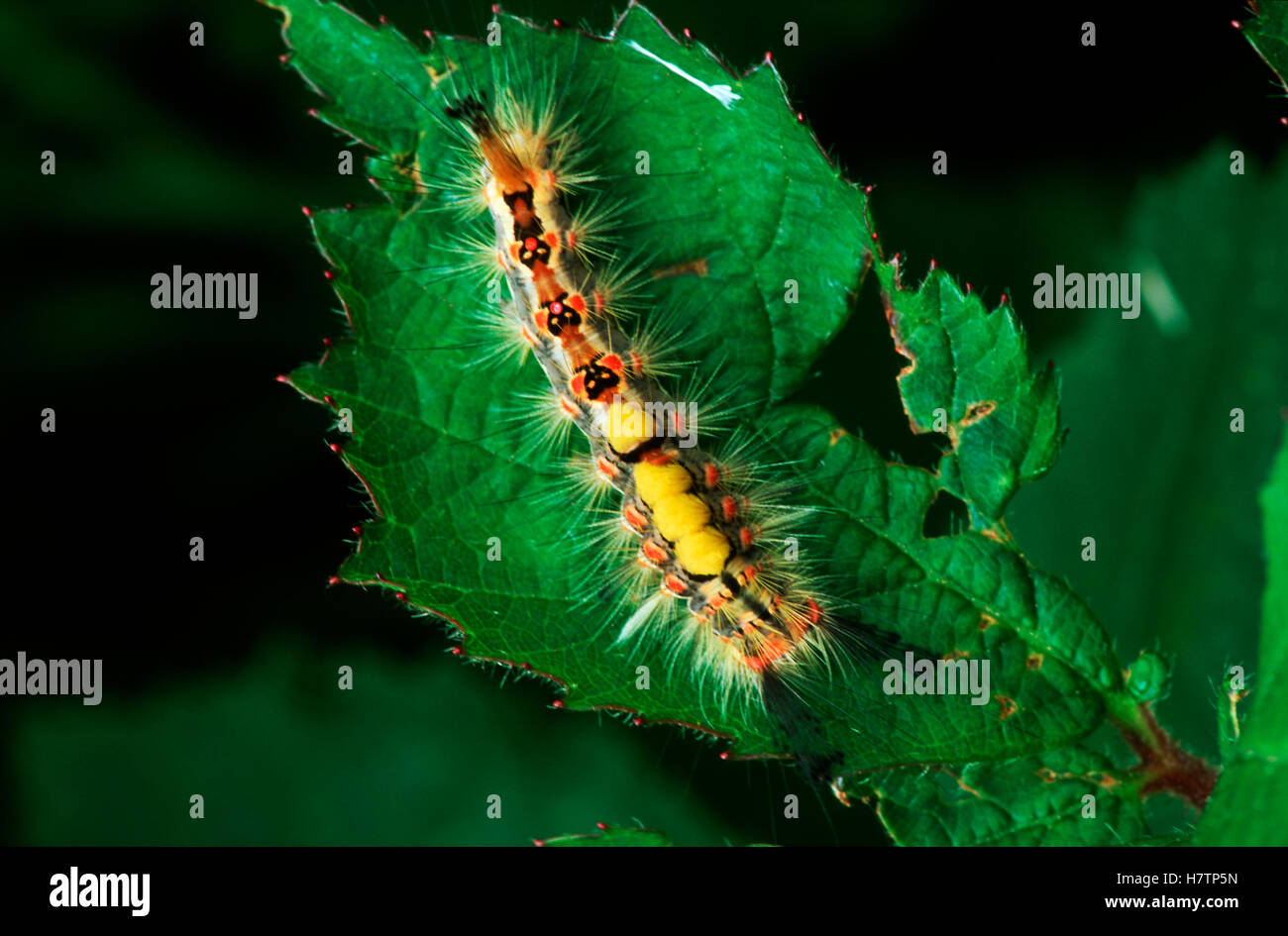Rusty Tussock Moth (Orgyia antiqua) caterpillar larvae on leaf, western ...