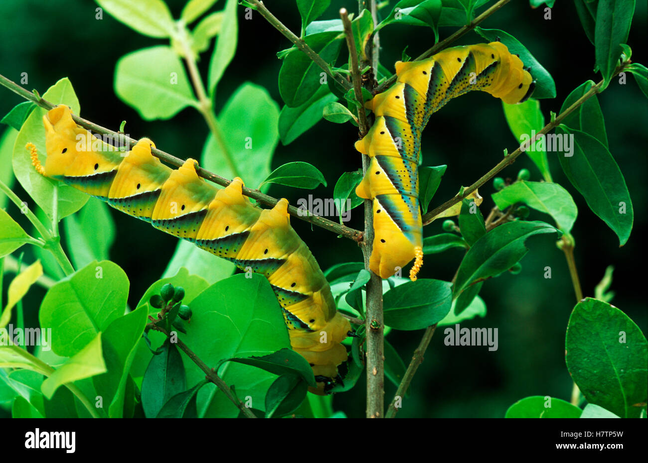 Death's Head Hawk Moth (Acherontia atropos) caterpillar pair feeding on ...