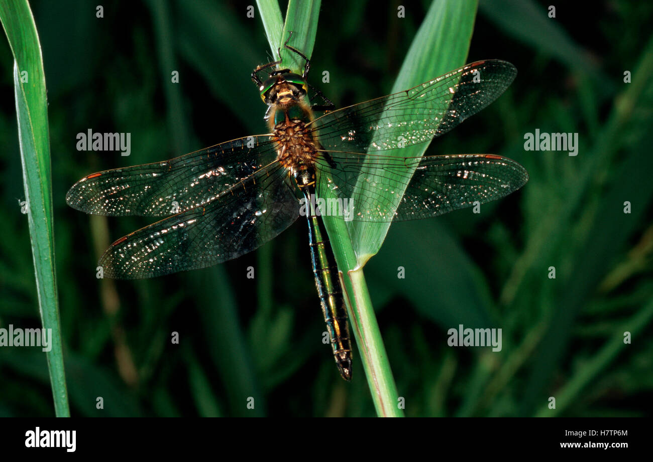 Brilliant Emerald (Somatochlora metallica) dragonfly, western Europe ...