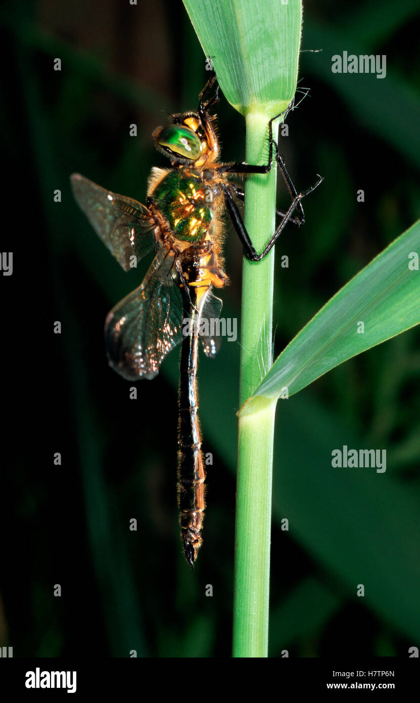 Brilliant Emerald (Somatochlora metallica) dragonfly showing compound ...